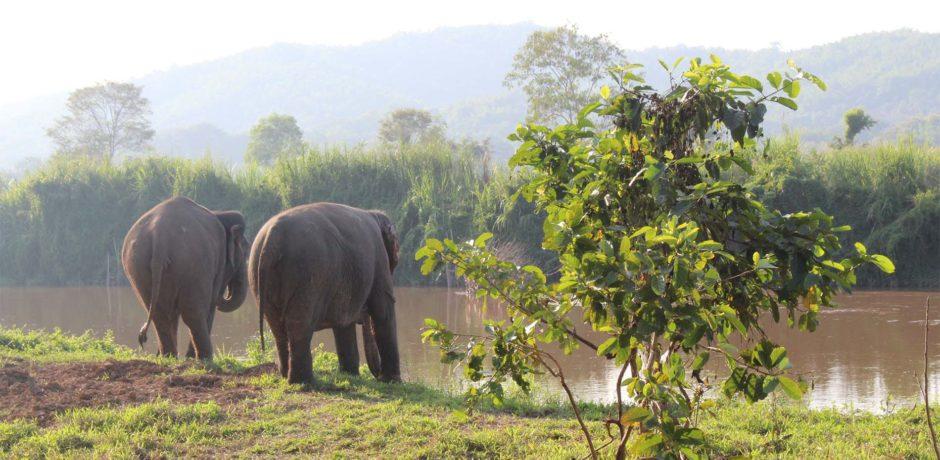 For the Love of Elephants: What to Know About Responsible Elephant Tourism