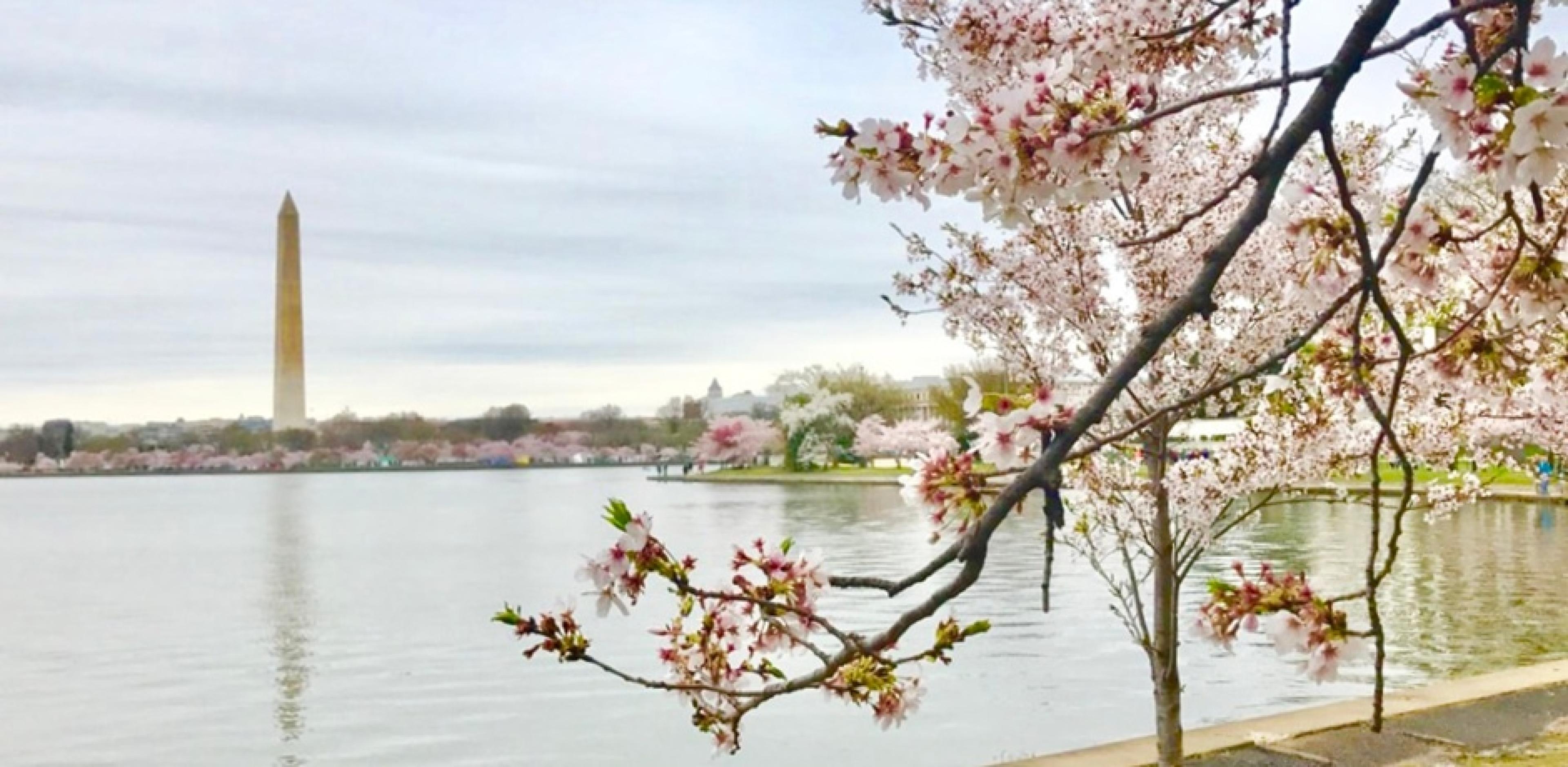 What’s New in Washington, D.C.: Spring 2024 Update