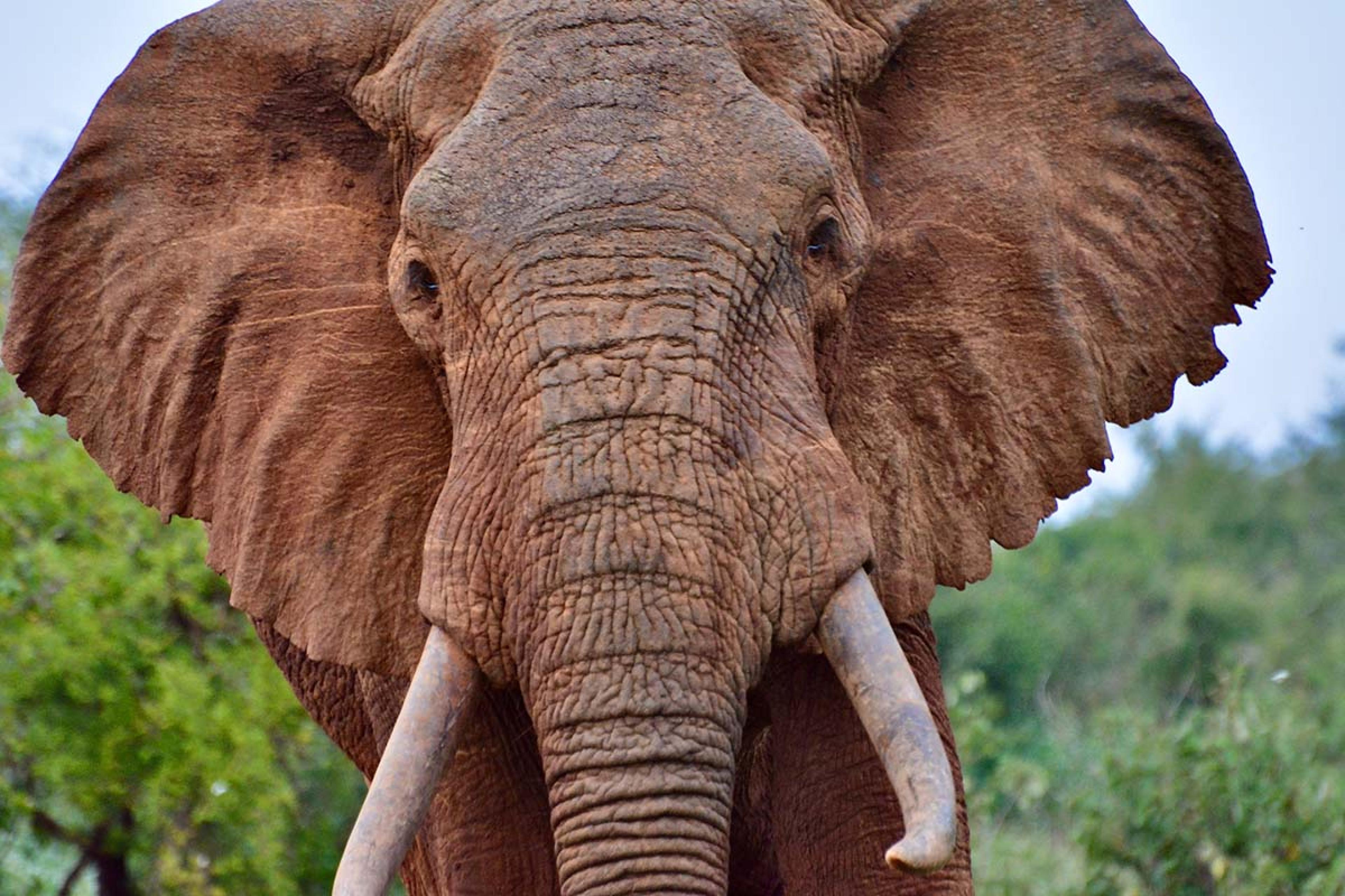 Indagare Insider: Into the Bush with Angama's Kate Fitzgerald Boyd